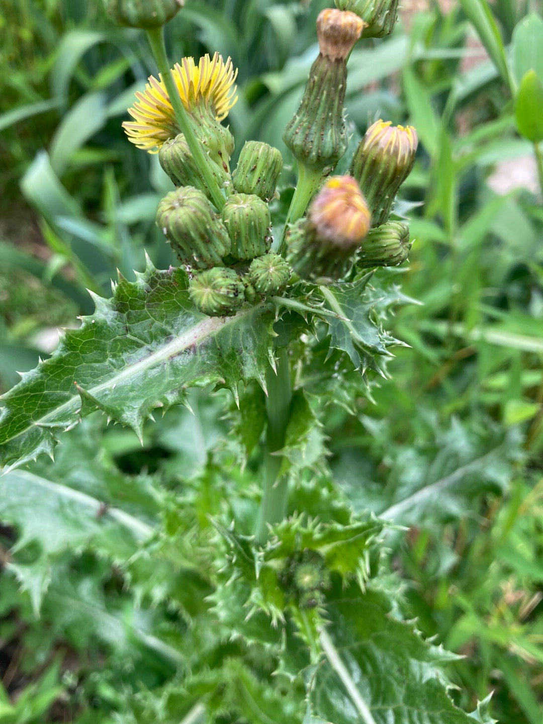 Spiny Sowthistle Seeds - Etsy