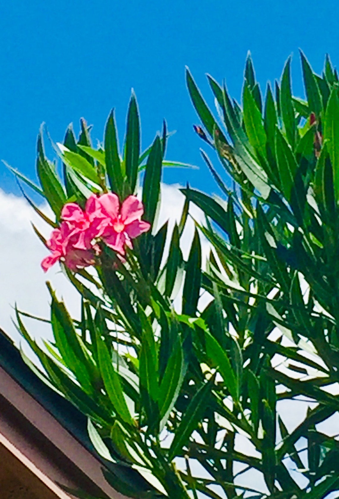 Bright Pink Tall Oleander Seeds - Etsy