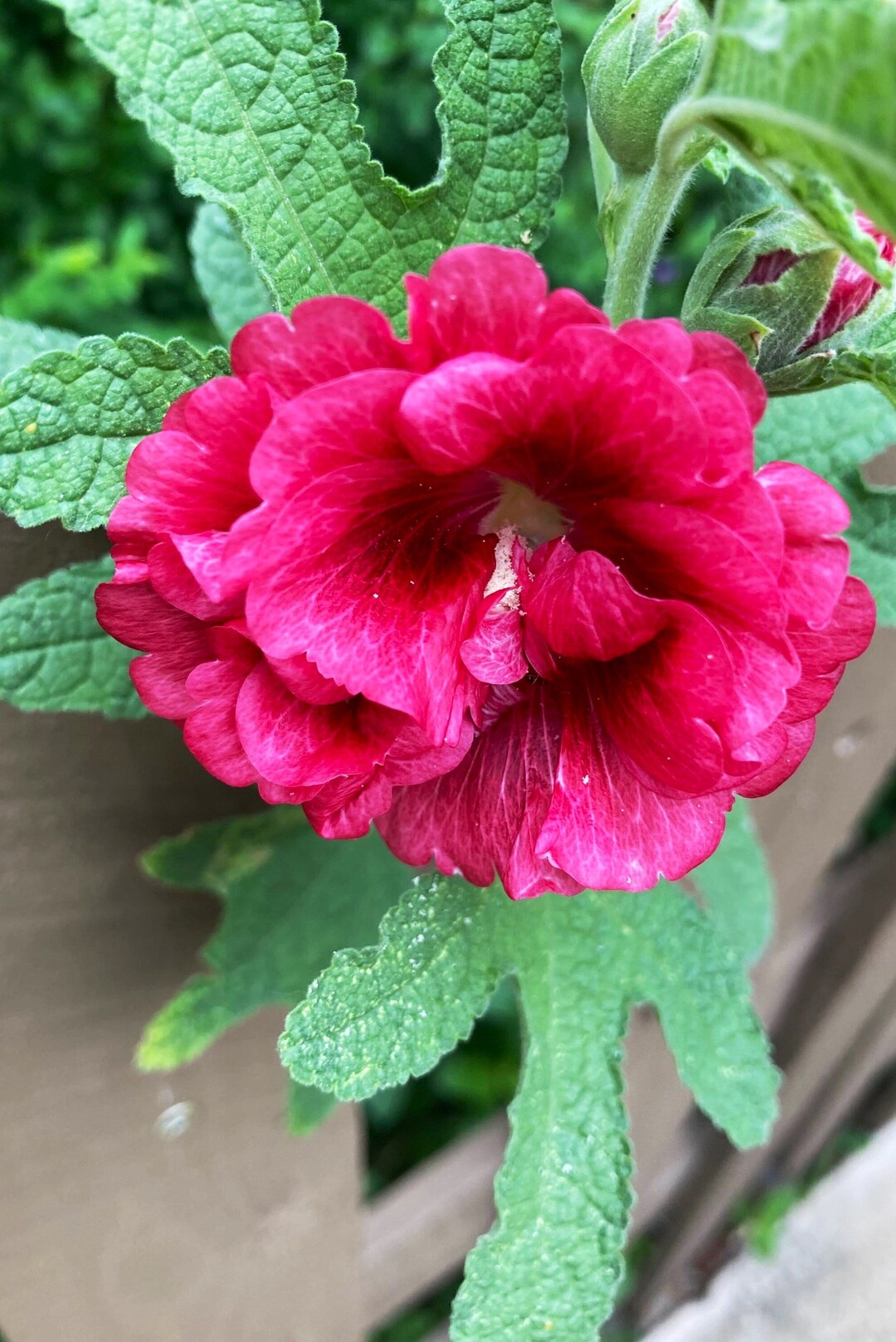 Ruffled Dark Pink Rose Hollyhock Seeds - Etsy