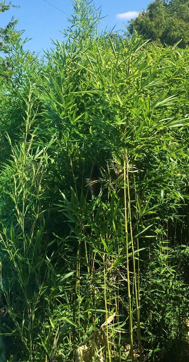 1 Golden Bamboo Rhizome Shoot - Etsy