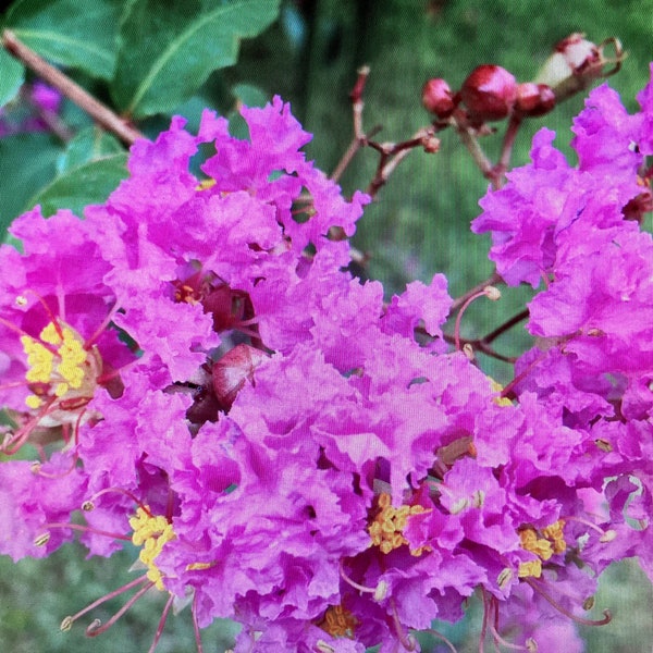 Purple Crape Myrtle - Etsy