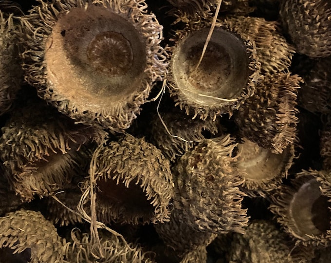 Pin Oak Acorn Caps #1 - Etsy