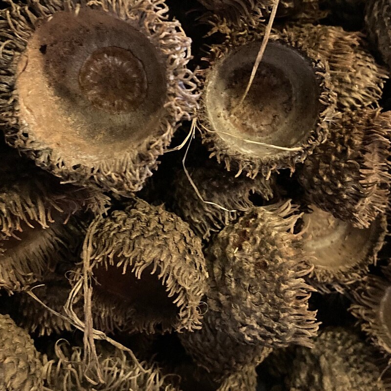 Acorn Caps - Etsy