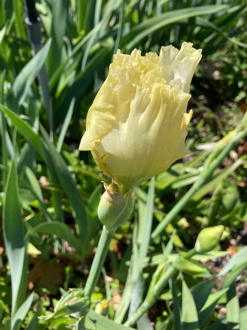 Tall Bearded Iris Blind Ambition - Etsy