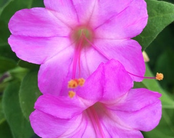 25 Four O'clock 'salmon Sunset' Mirabilis Jalapa - Etsy