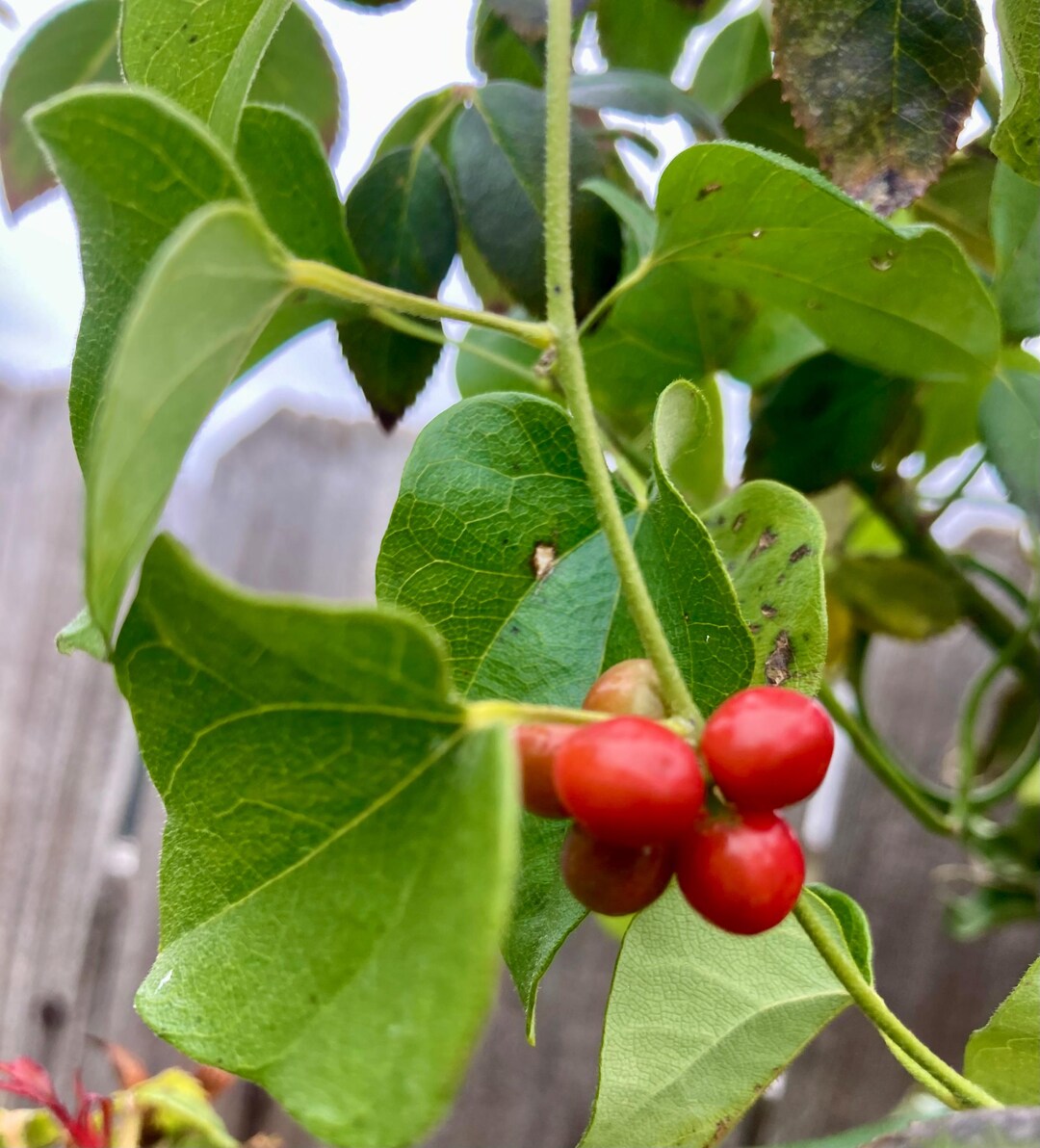 Carolina Red Berried Moonseed - Etsy