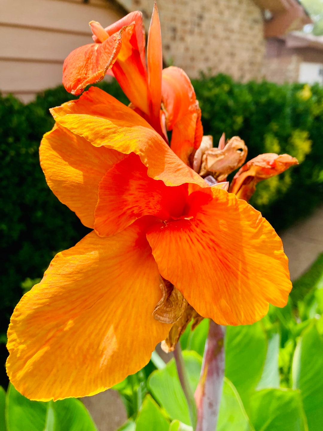 Orange Beauty Canna Lily - Etsy