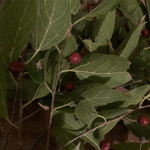 Sugarberry Tree Seeds - Etsy
