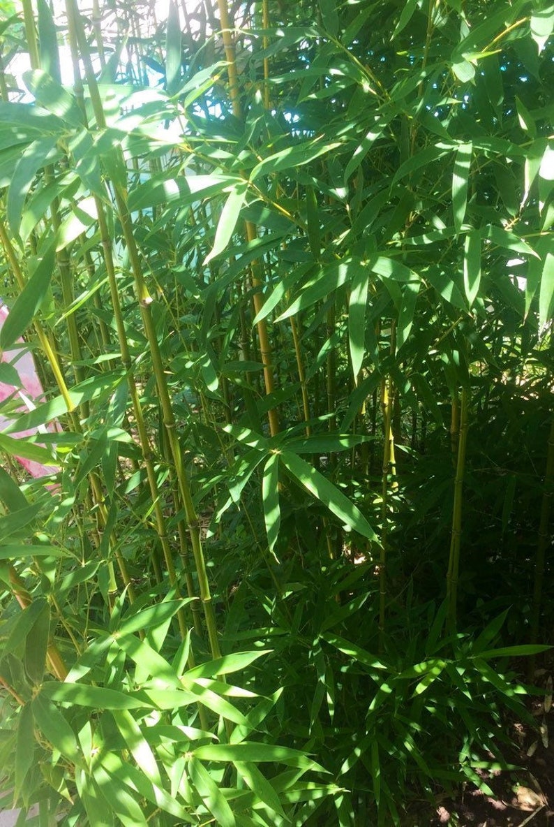 1 Golden Bamboo Rhizome Shoot - Etsy