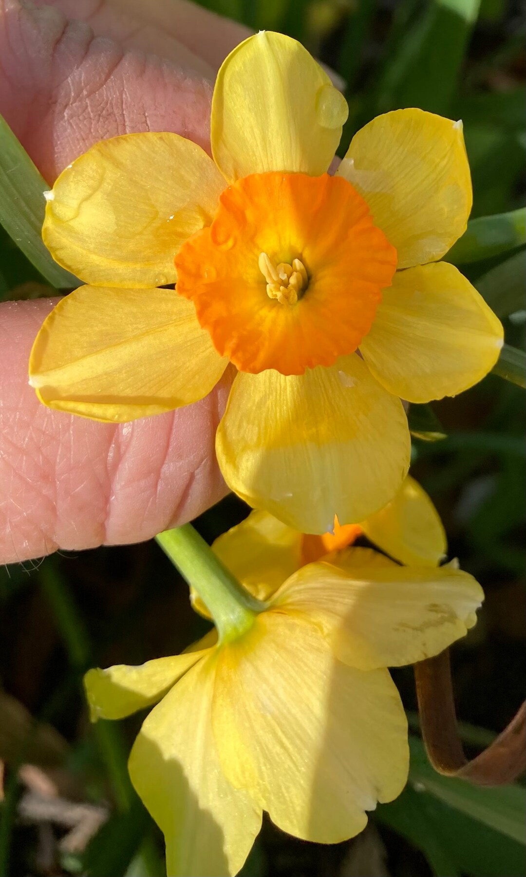 La Belle Daffodil - Etsy