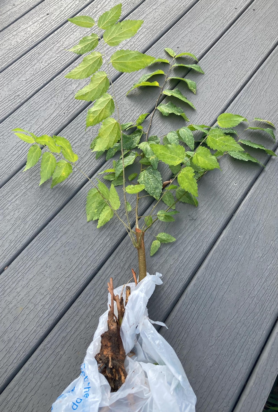 Texas Sugarberry Tree Larger Sapling - Etsy