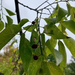 Sugarberry Tree Seeds - Etsy