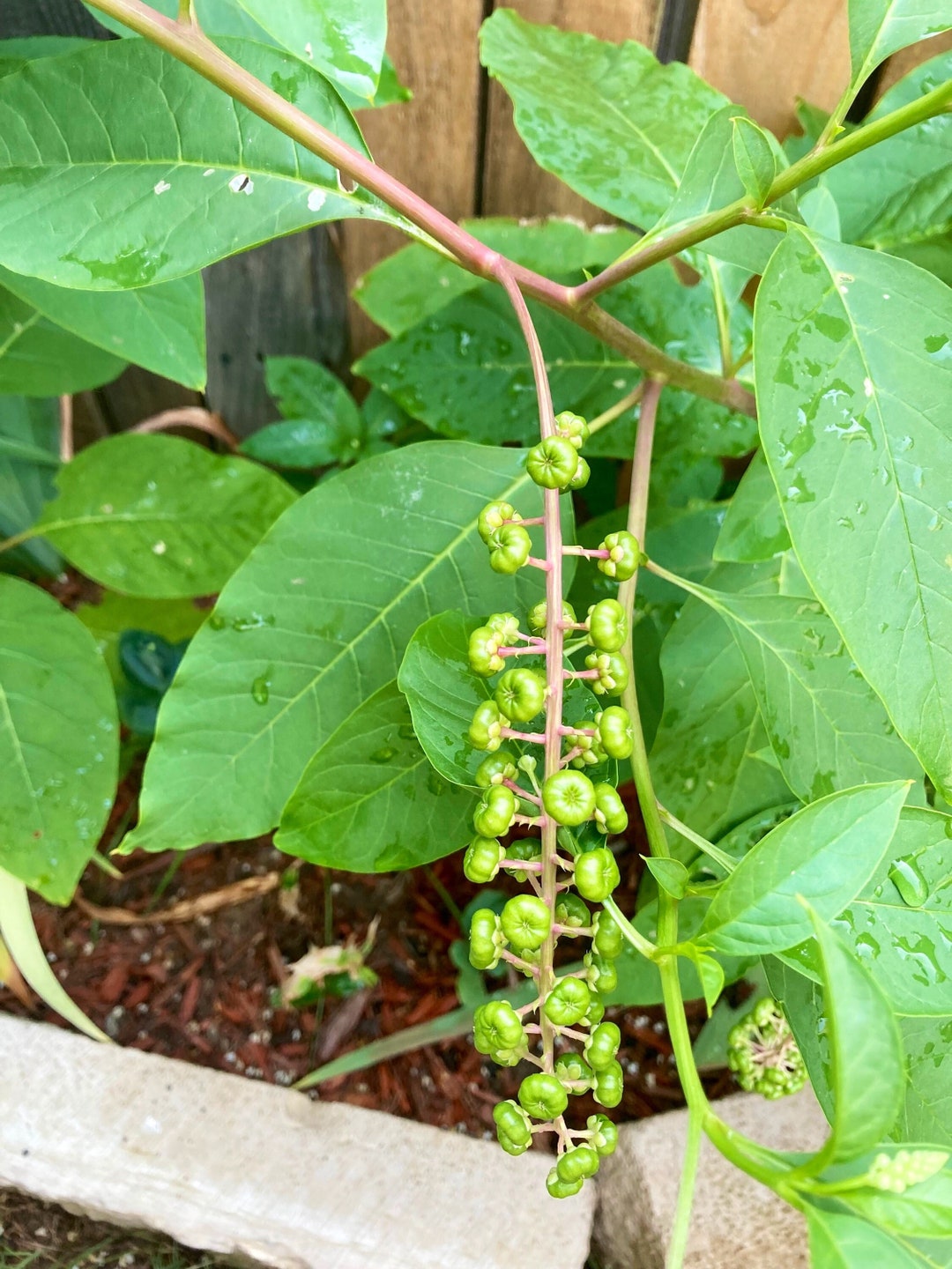 Pokeberry Seeds phytolacca Americana - Etsy