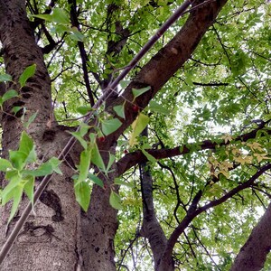 Sugarberry Tree Seeds - Etsy