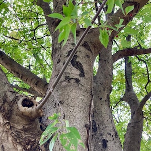 Sugarberry Tree Seeds - Etsy