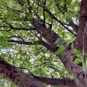 Sugarberry Tree Seeds - Etsy