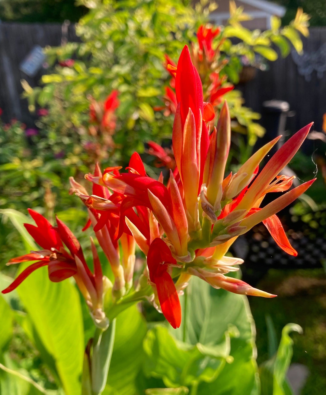 Red Canna Indian Shot Seeds - Etsy
