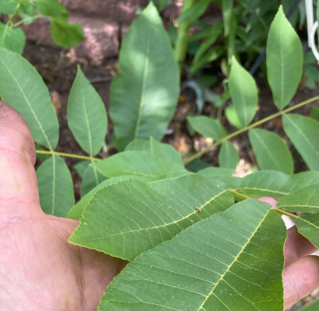 Sand Hickory Tree - Etsy