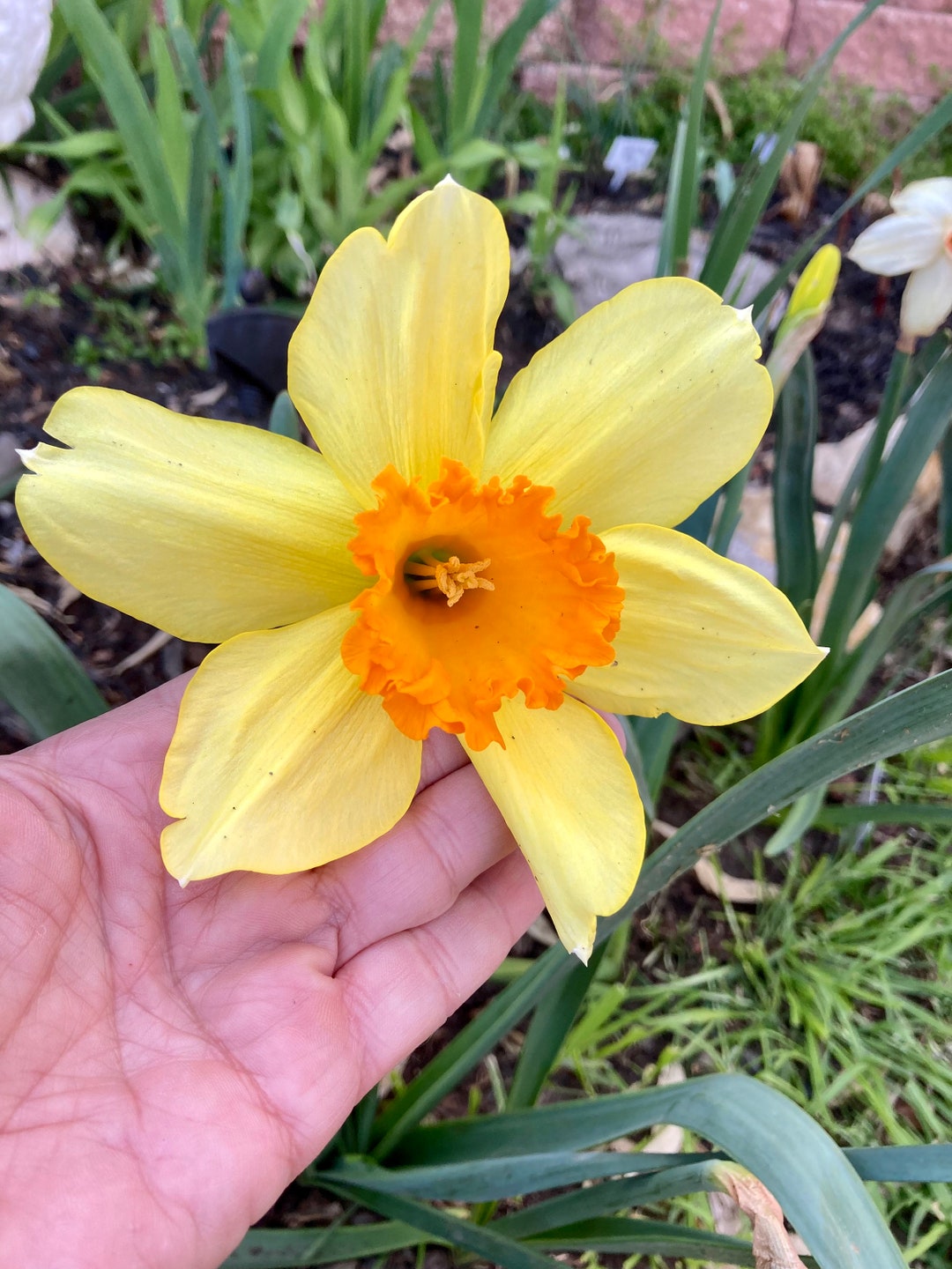 Jetfire Daffodil Bulb - Etsy