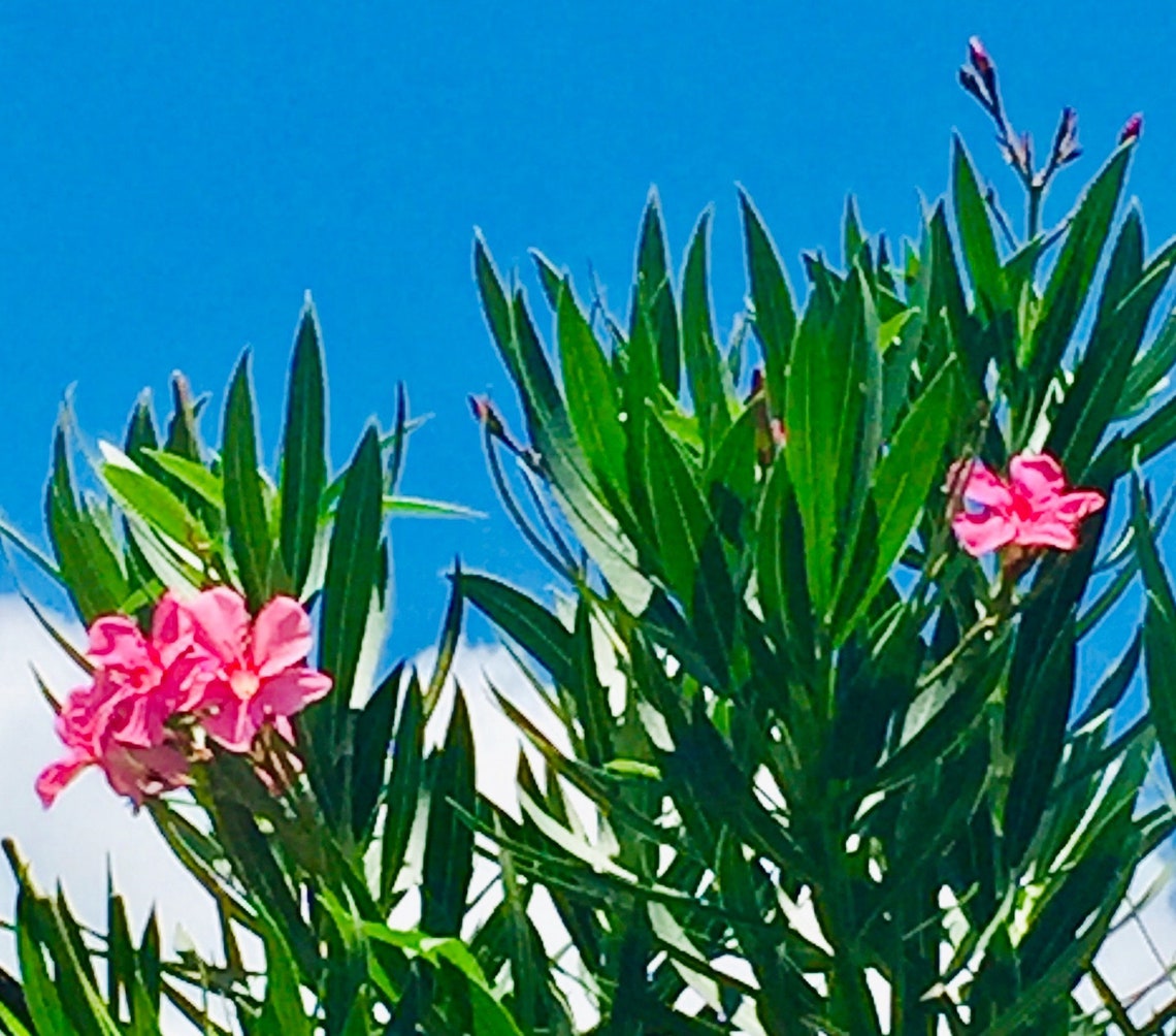 Bright Pink Tall Oleander Seeds - Etsy