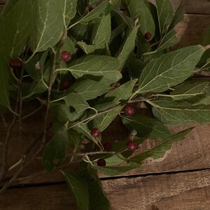 Sugarberry Tree Seeds - Etsy