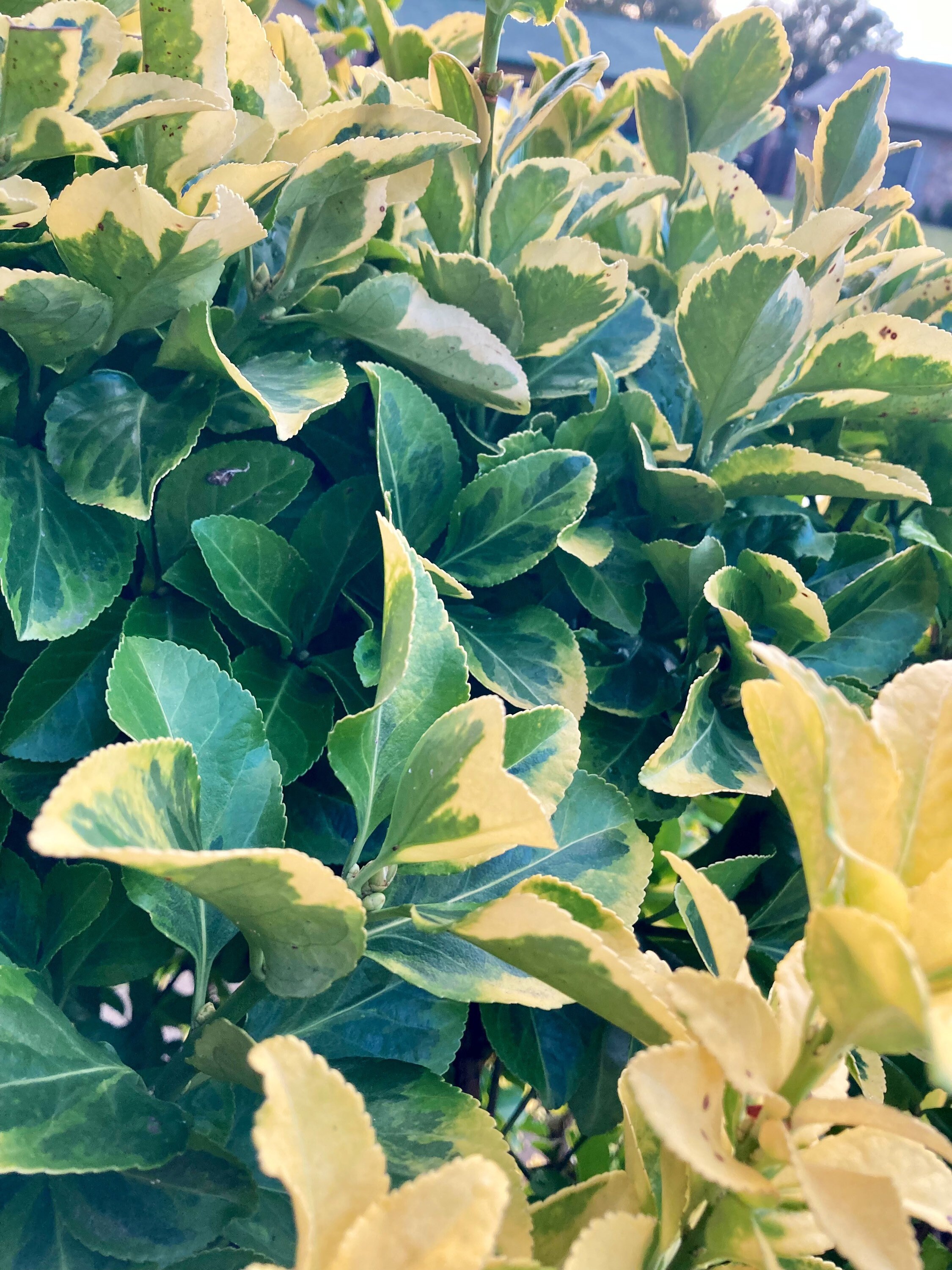 Japanese Spindle Tree