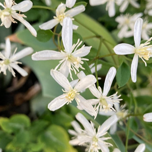 Clematis Plant - Etsy
