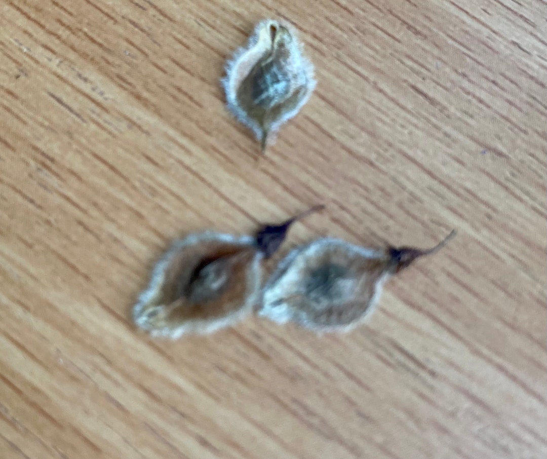 American Elm Tree Seeds - Etsy