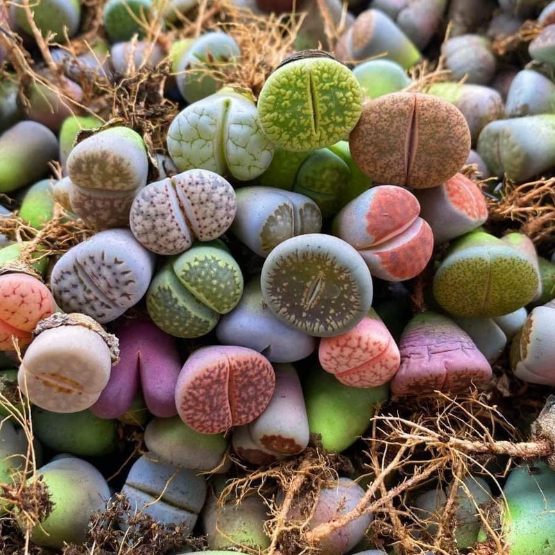 Lithops Live Plant - Etsy