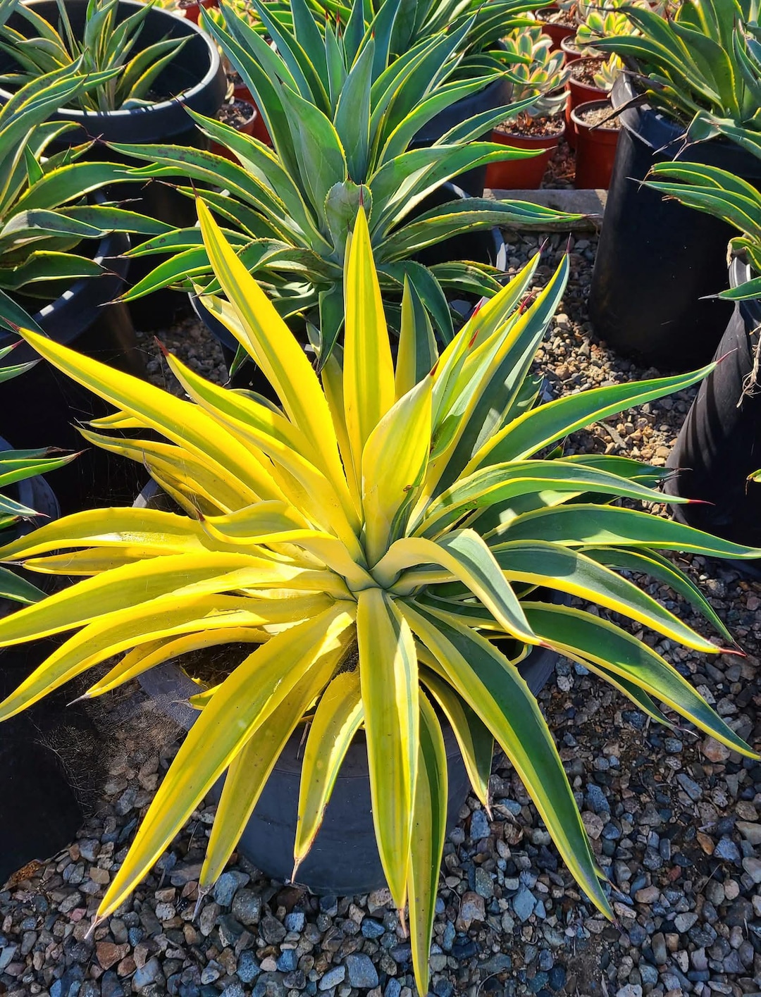 Rare Variagated Desmettiana Agave. - Etsy