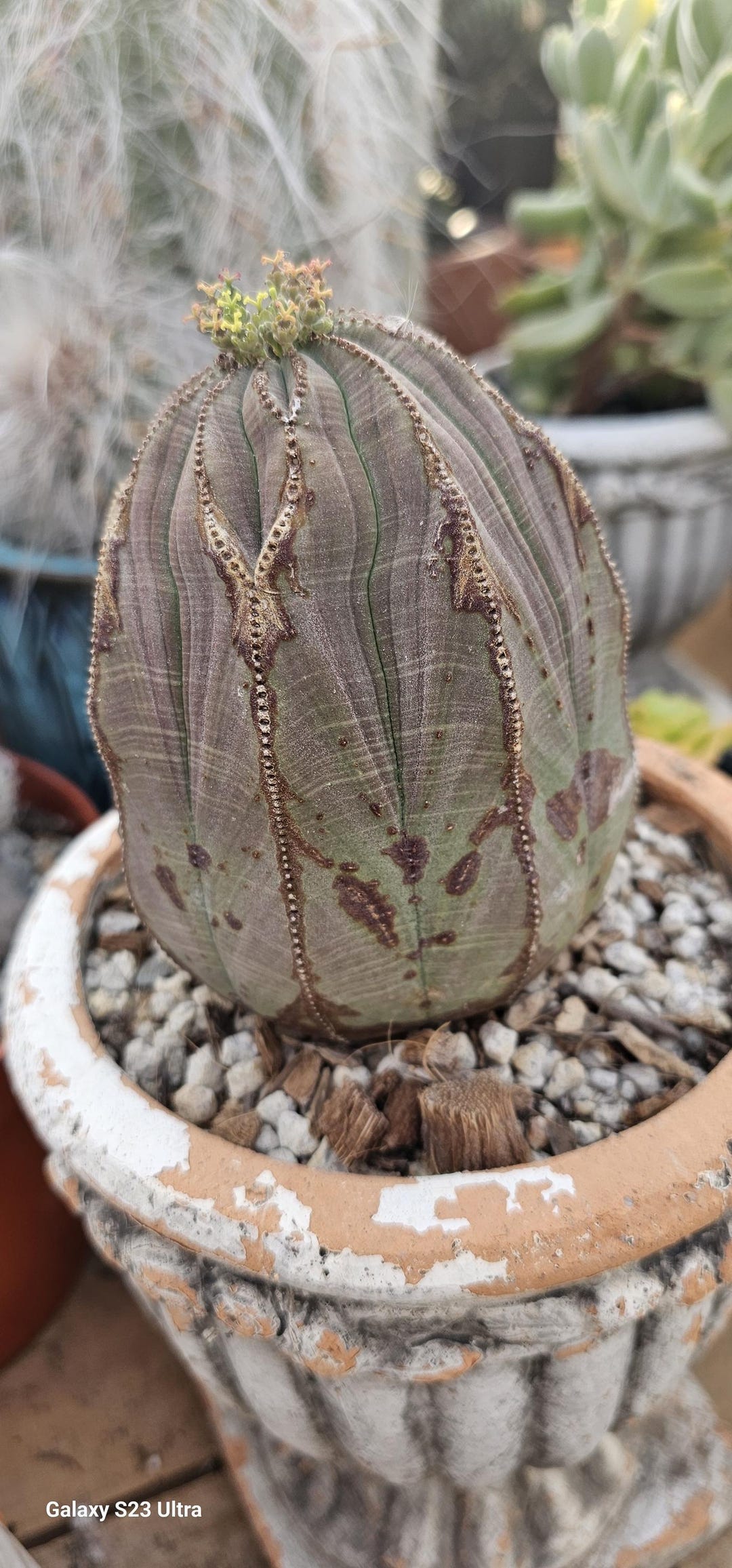 Euphorbia Obesa - Etsy