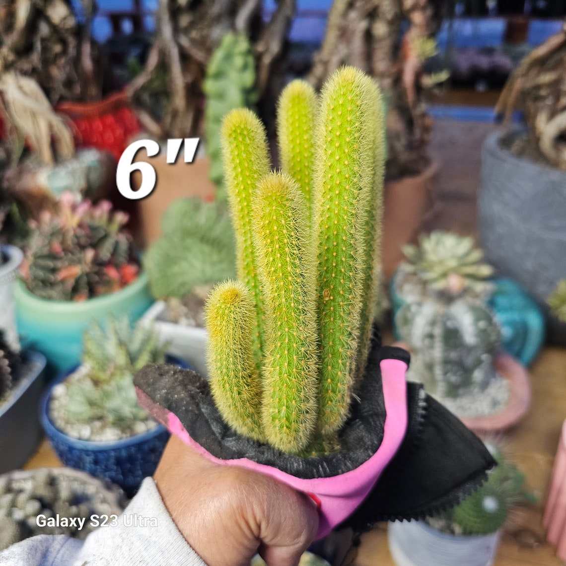 GOLDEN Rat Tail Cactus - Etsy