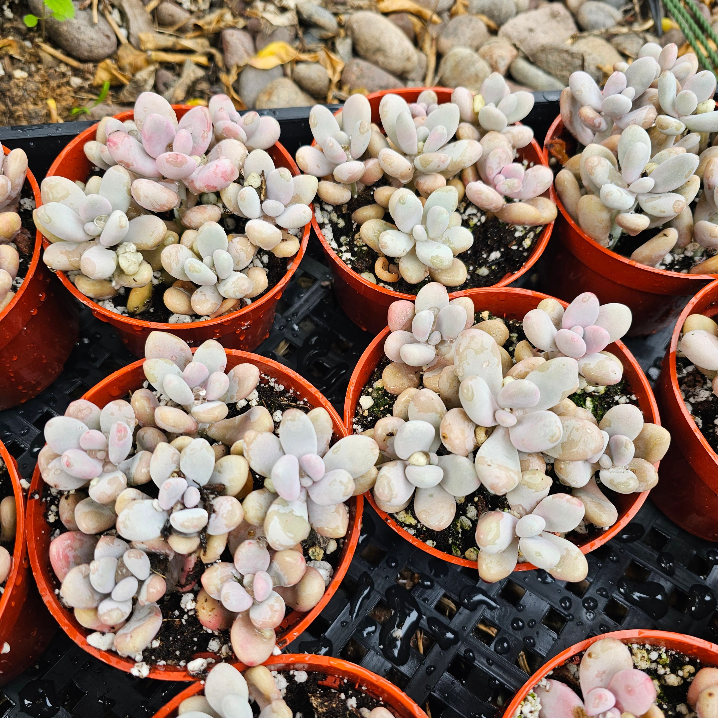 Pink Moonstone Succulents/ Pachyphytum Oviferum - Etsy