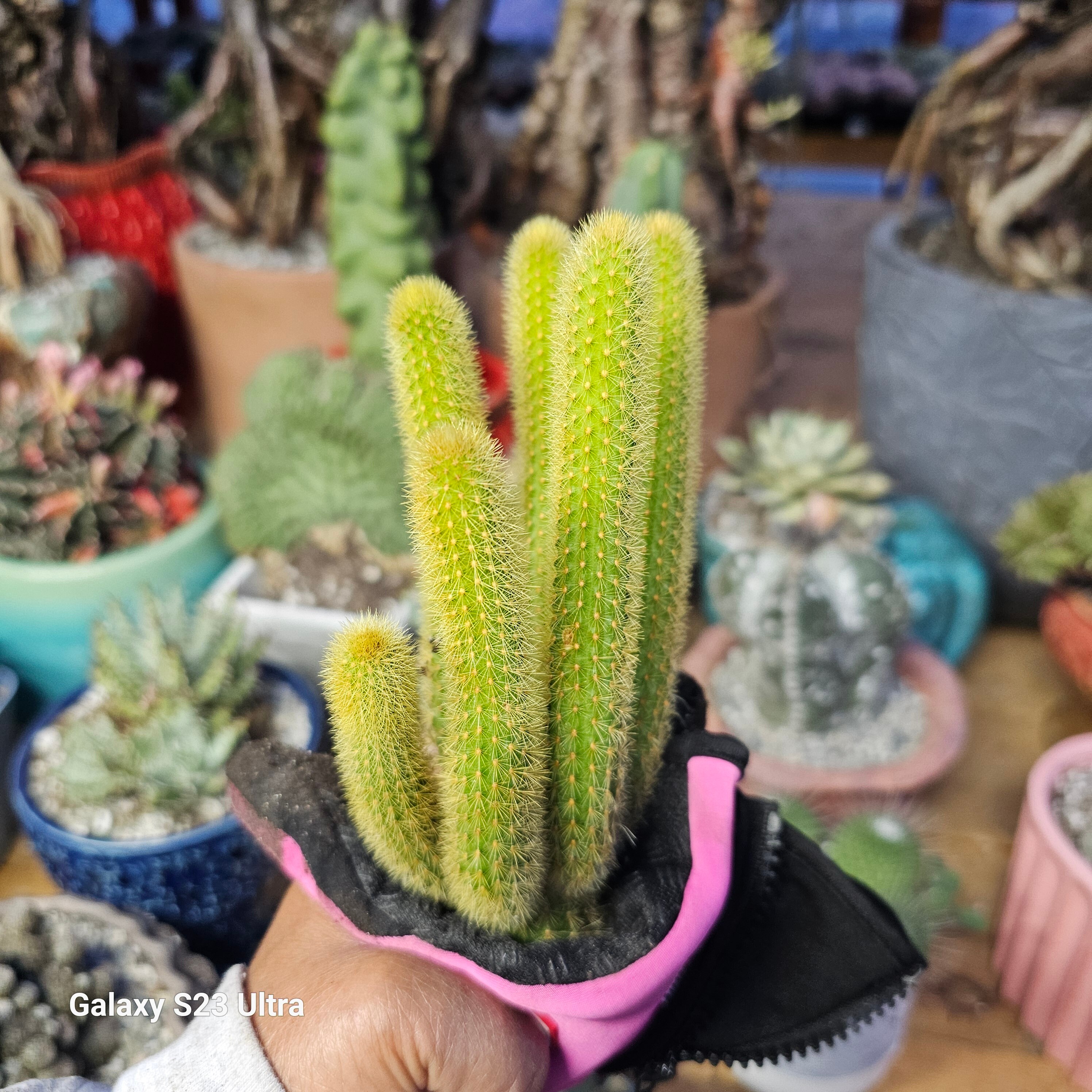 GOLDEN Rat Tail Cactus - Etsy