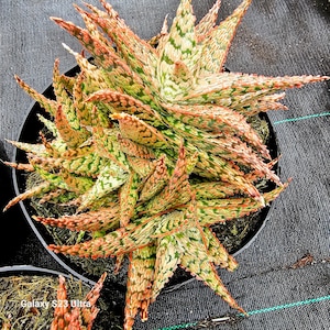 Aloe Firecrackers - Etsy