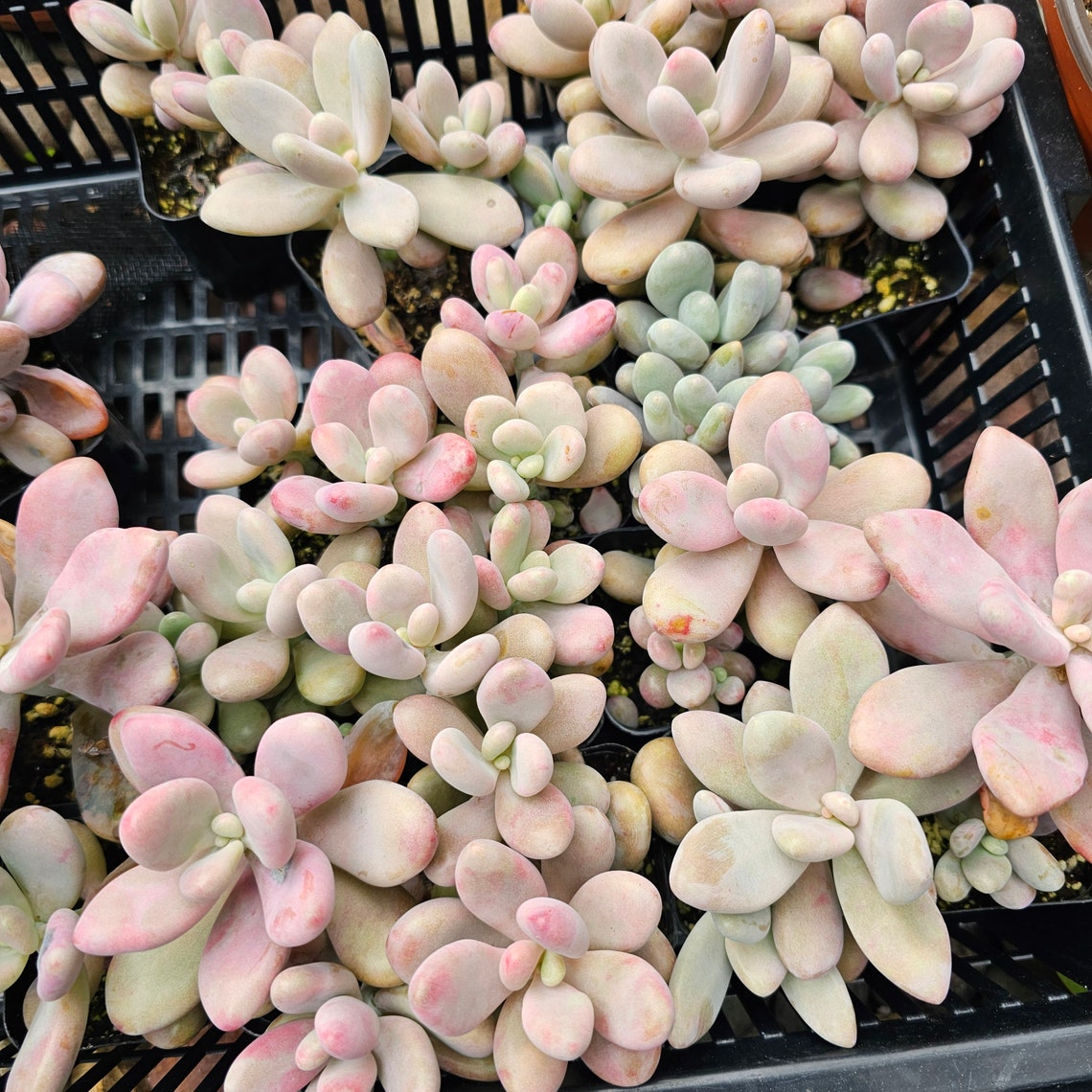 Pink Moonstone Succulents/ Pachyphytum Oviferum - Etsy