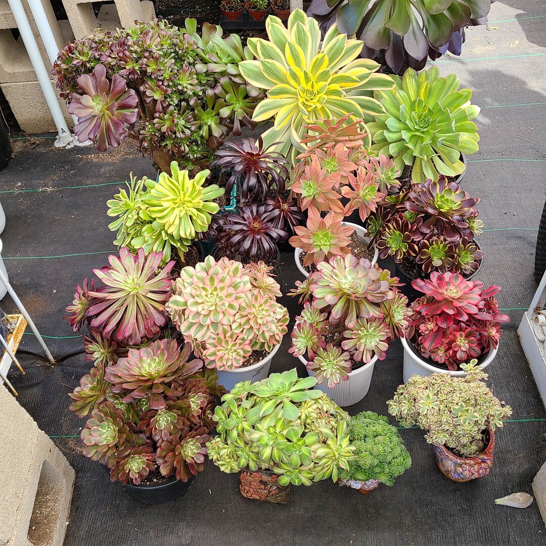 Rare Aeonium Rooted and Cuttings - Etsy