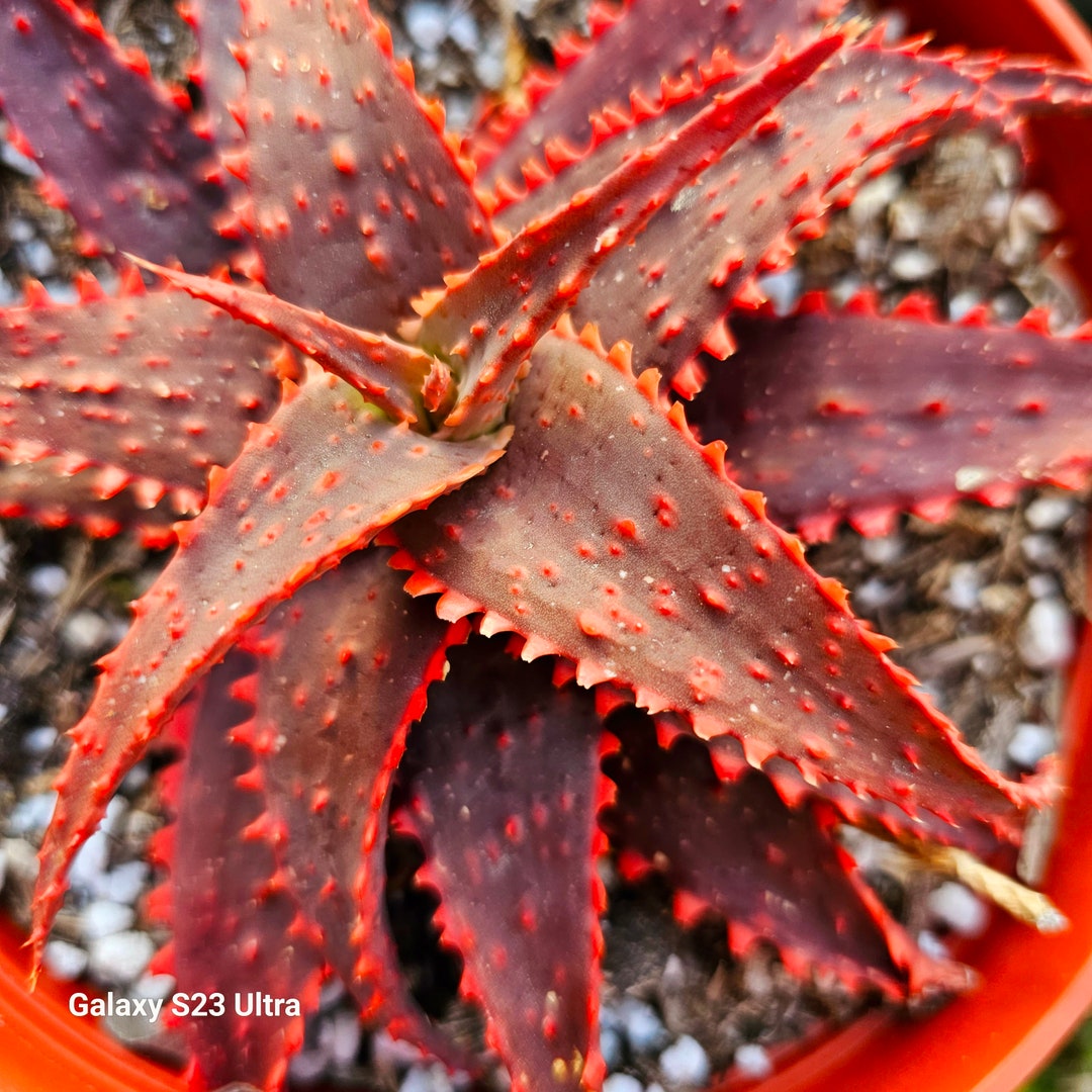 Aloe Christmas Carol Red - Etsy