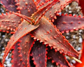 Aloe Christmas Carol - Etsy