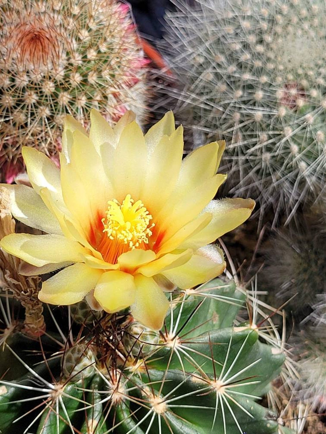 Hamatocactus Setispinus Rare 6" - Etsy