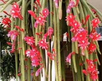 Rat Tail Cactus Plant: Aporocactus Flagelliformis Cuttings - Etsy