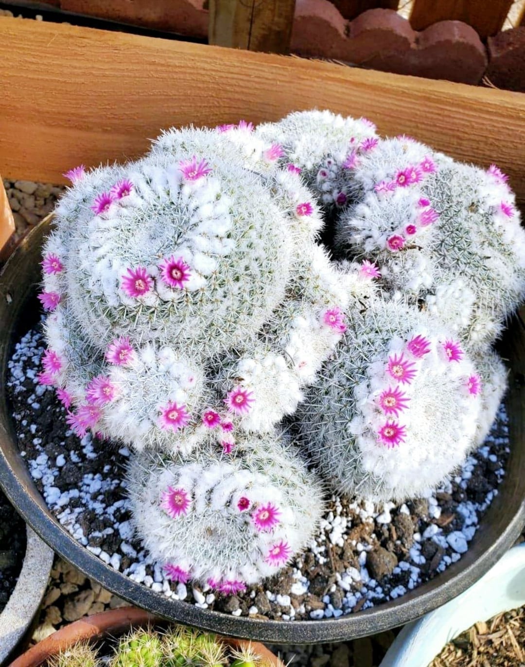 Mammillaria Maximus Clumping Cactus / Owl Cactus - Etsy