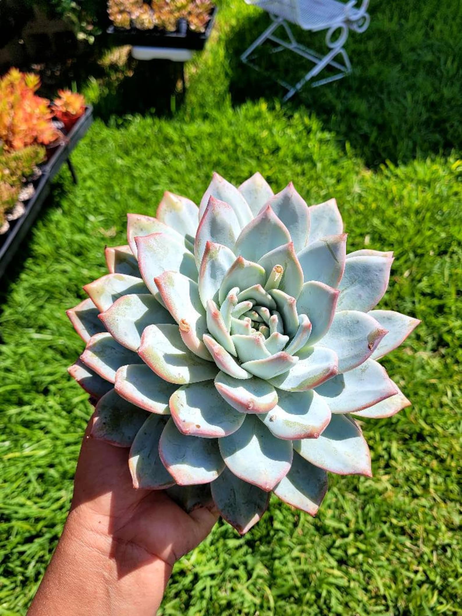 ECHEVERIA BLUE BIRD - Etsy