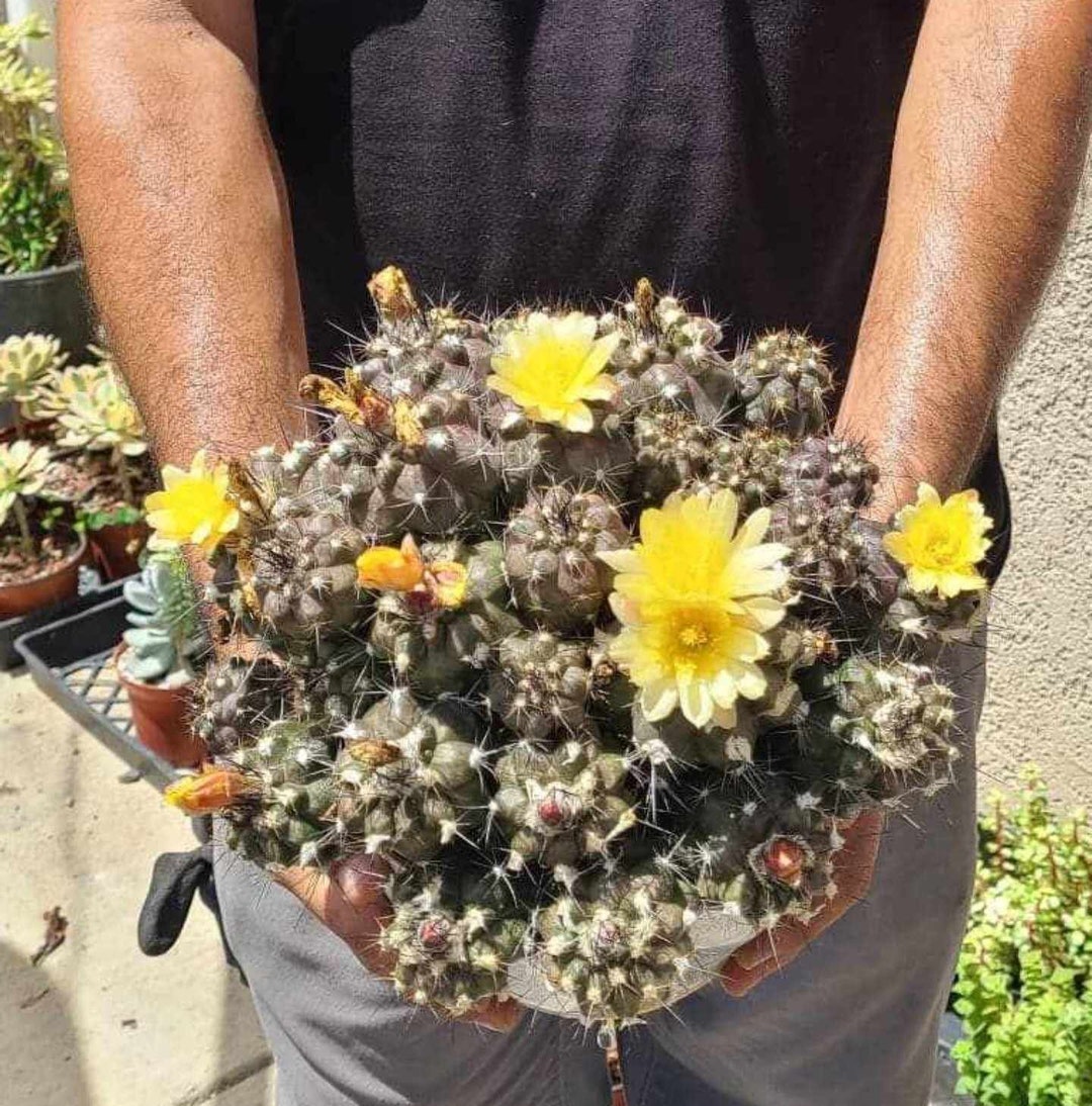 Copiapoa Leonensis - Etsy