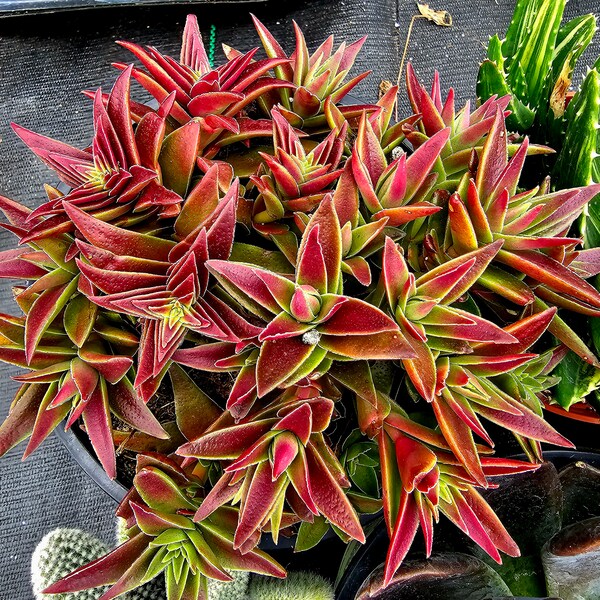 Red Pagoda Crassula - Etsy