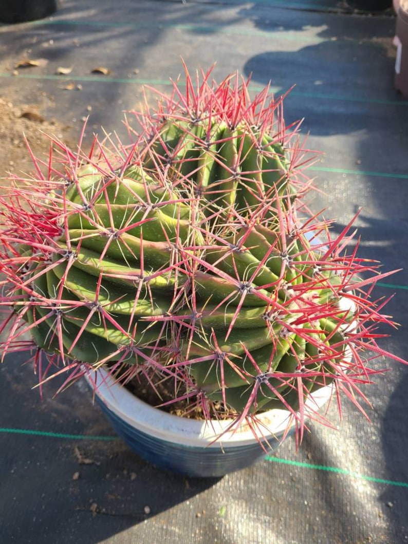 Ferocactus Pringlei/fireball Cactus - Etsy