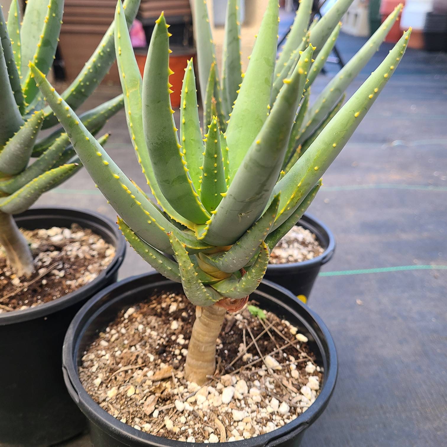 Aloe Dichotoma
