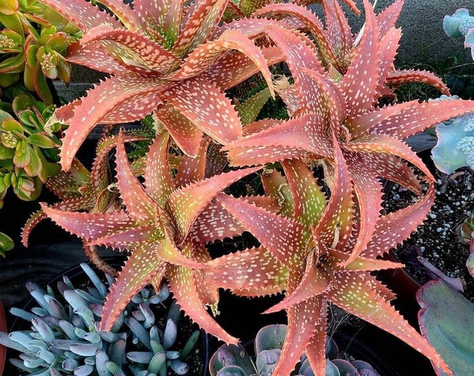 4 Pot of Aloe Jucunda Small Dwarf Succulent Plant Shipped in a Pot - Etsy