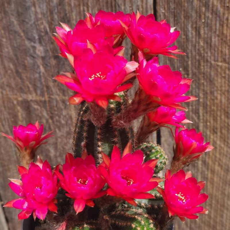 Cactus Rose - Etsy