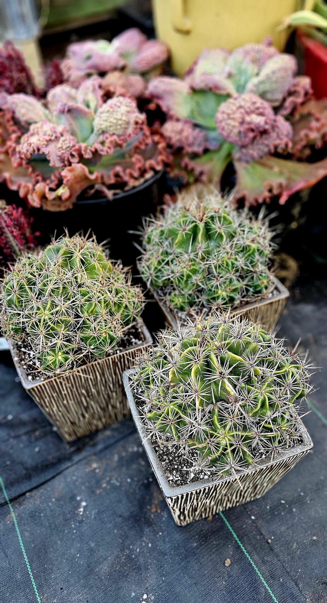 Rare Ferocactus Robustus - Etsy